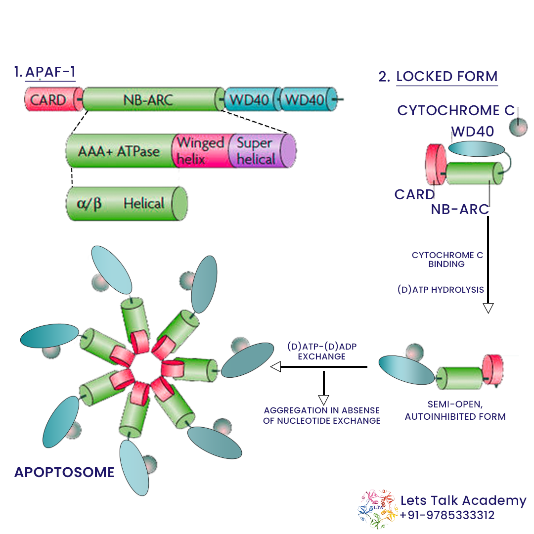 Intrinsic Pathway of Apoptosis | Mitochondrial Apoptotic Pathway
