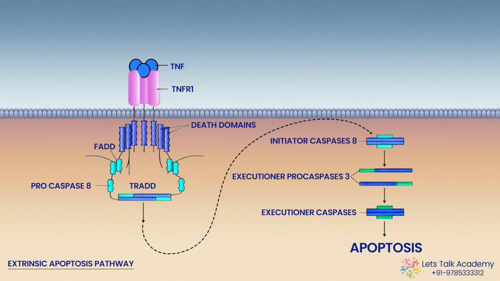 Apoptotic Pathway | Extrinsic pathway of Apoptosis | Apoptosis - CSIR NET LIFE SCIENCE COACHING ...