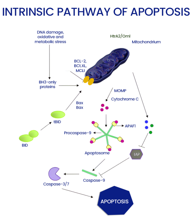 Intrinsic Pathway of Apoptosis | Mitochondrial Apoptotic Pathway