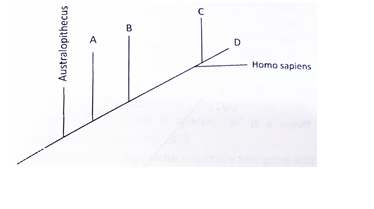 Decoding the Human Evolutionary Tree: Identifying Denisovans, Homo ...