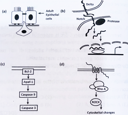 Aberrant Cellular Signaling in Cancer Development: Key Pathways and ...